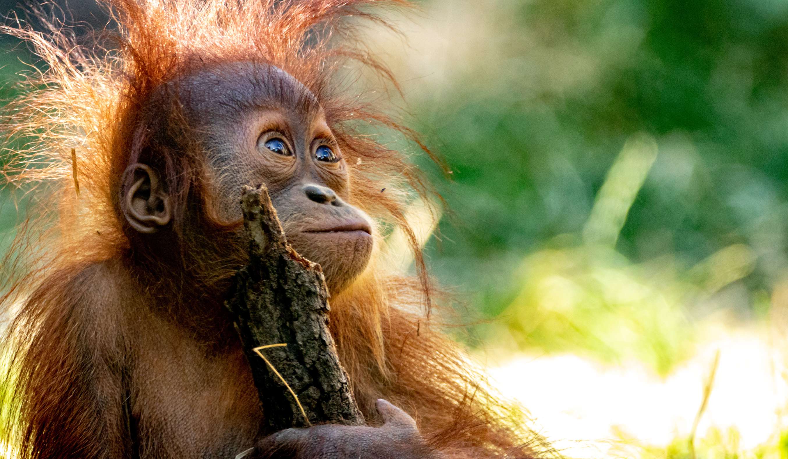 Misiunea noastra privind biodiversitatea | Kaufland